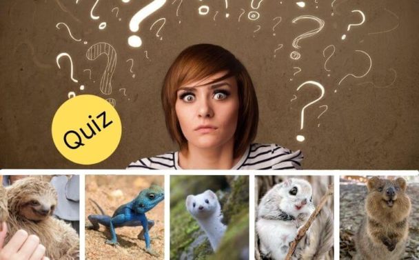 What Kind of UNUSUAL Pet Matches Your Personality | Interesting Psychology